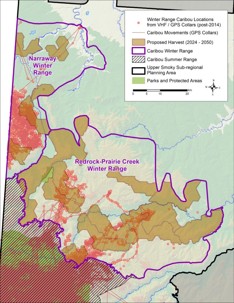 Take Action to Save Alberta’s at-risk Southern Mountain Caribou - CPAWS ...